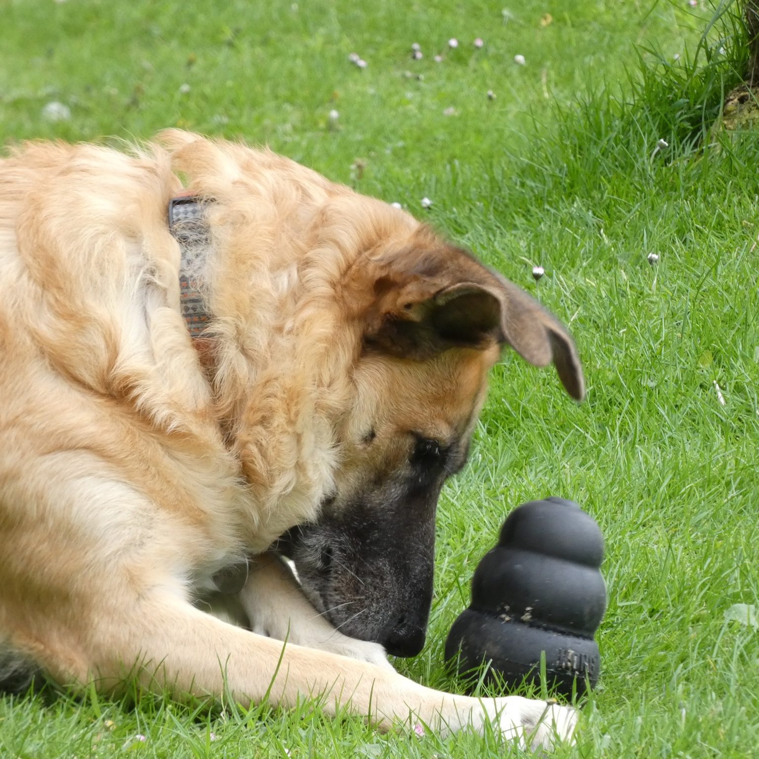 Wiggling wishing tails: Celebrating National Wishing Day! - EverMore ...