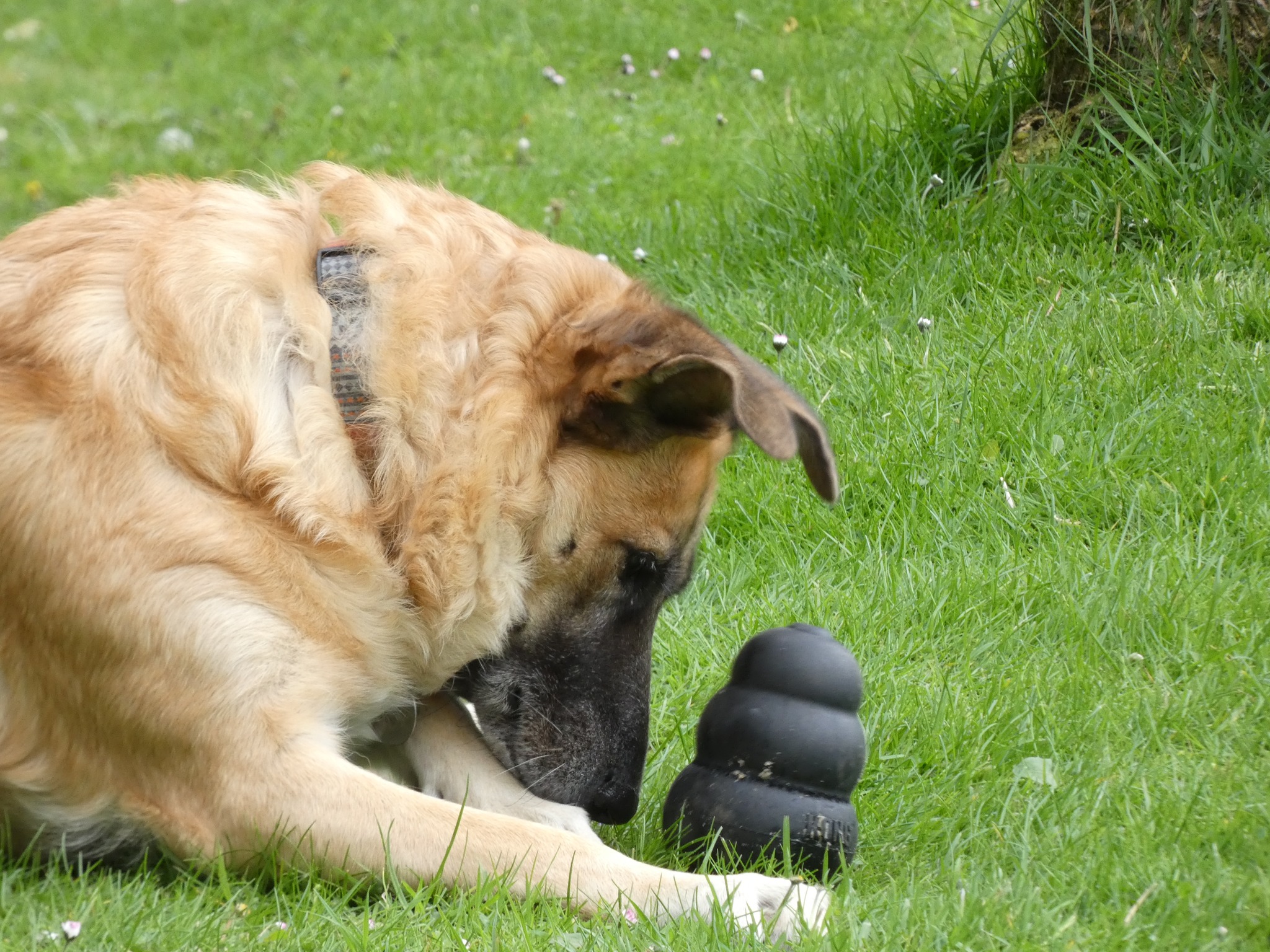 Wiggling wishing tails: Celebrating National Wishing Day! - EverMore ...