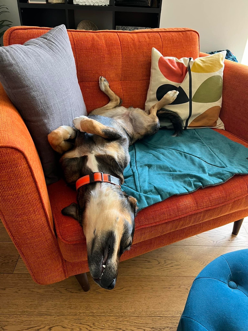 Dottie's making a splash in Kent - EverMore Dog Rescue